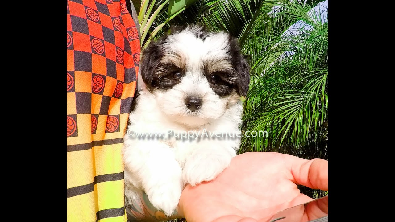Andretti is our perfect Tr-Colored Teddybear Mal-Shi Hybrid Male - YouTube