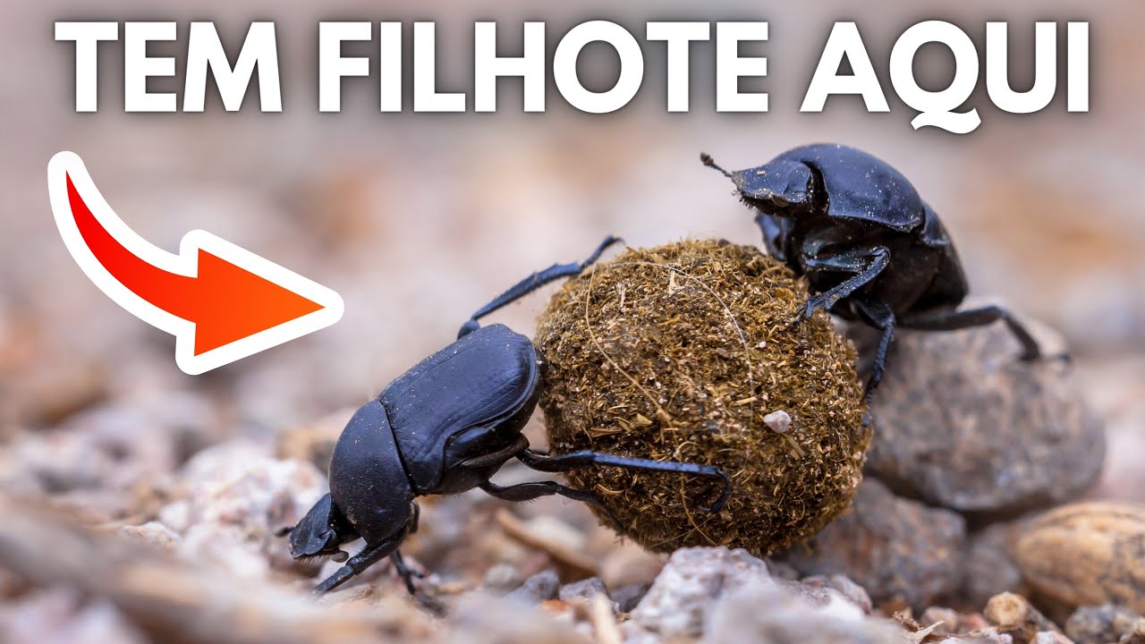 CURIOSIDADES SOBRE O BESOURO ROLA BOSTA [curiosidade animal] - YouTube