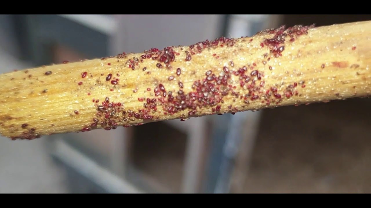 Bloedluis update: Eindelijk het einde van het seizoen??? - YouTube