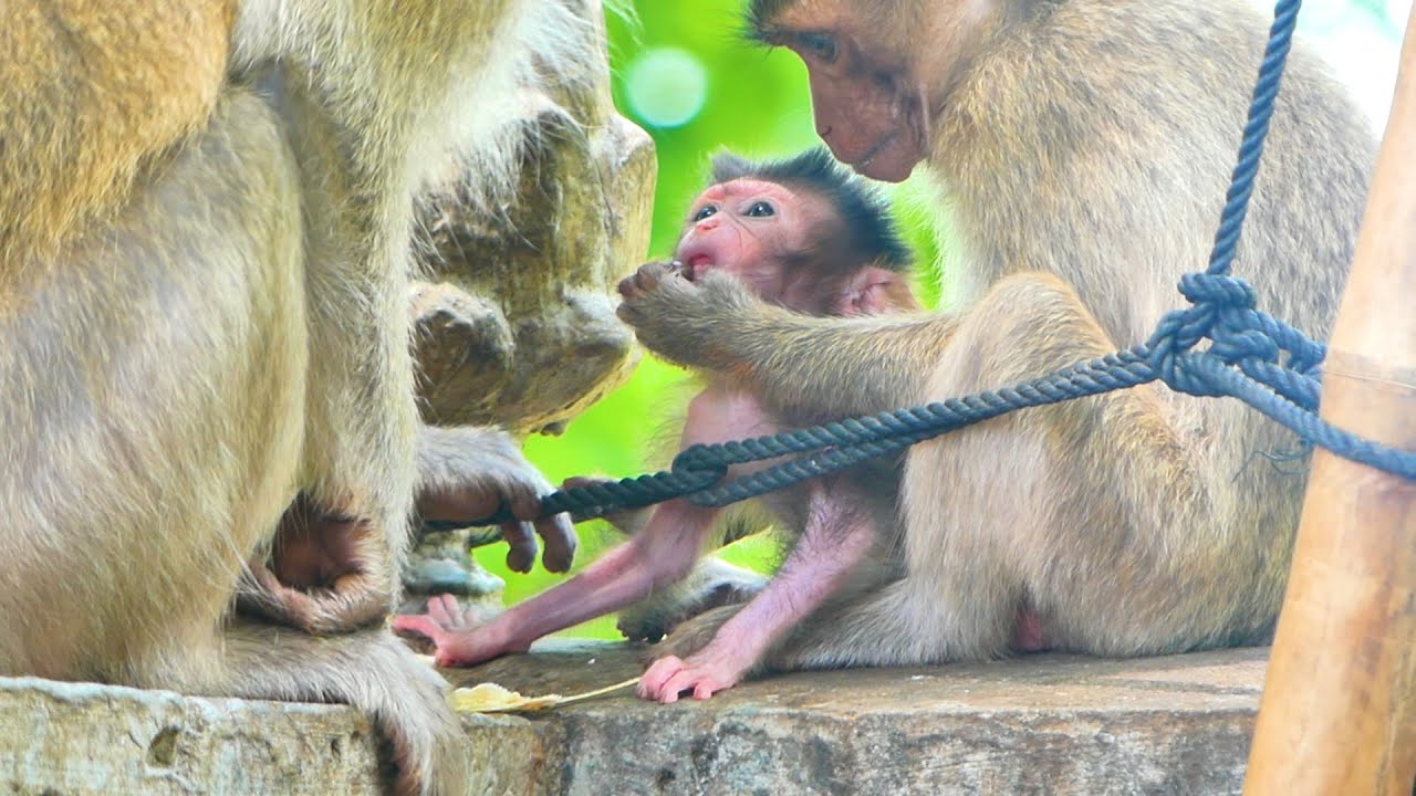 Oh look...Monkey Tesla takes something from her sister baby monkey ...