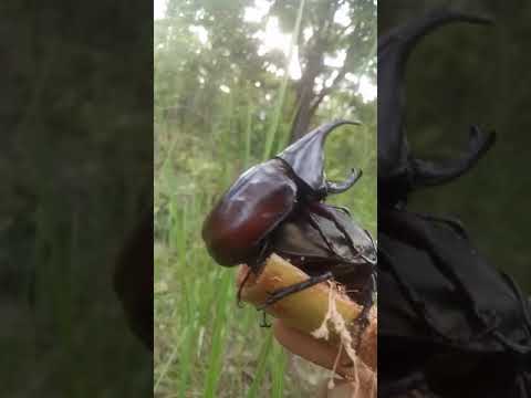 Mating of Rhinoceros Beetles