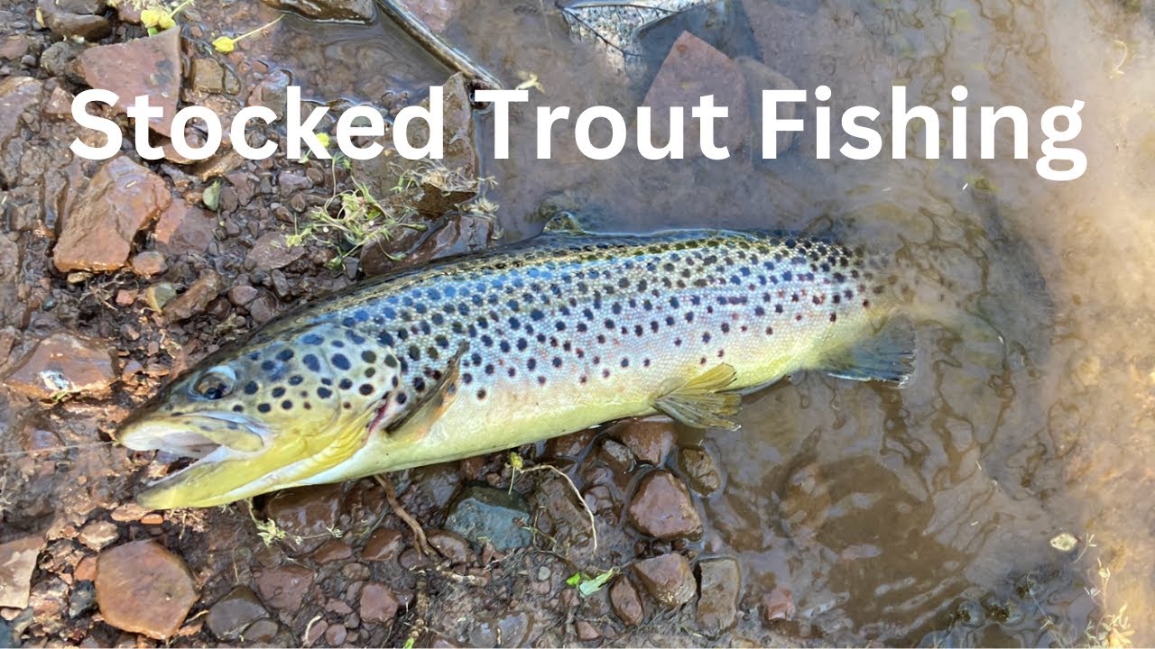 Trout Fishing A Great Day - YouTube
