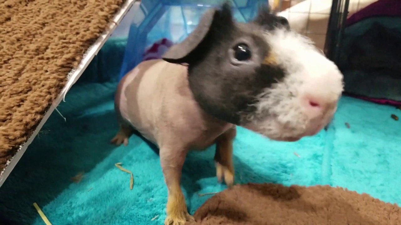KING HAIRY And His NEW Home, House Tour! Skinny Pig Almost Hairless ...