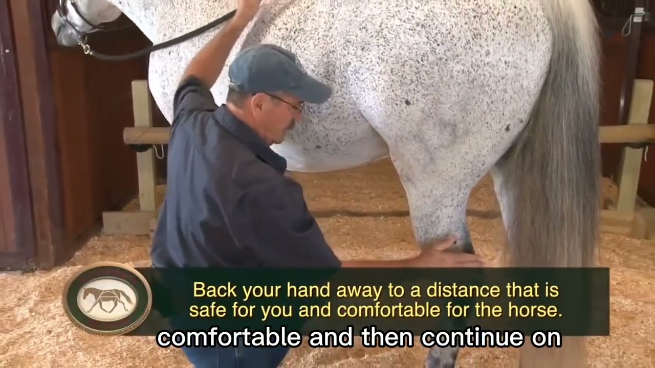 Masterson Method®: Horses and tension in the hocks - YouTube