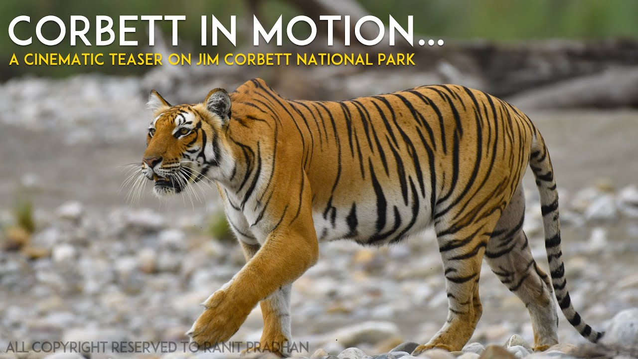CORBETT IN MOTION...A CINEMATIC TEASER OF JIM CORBETT NATIONAL PARK ...