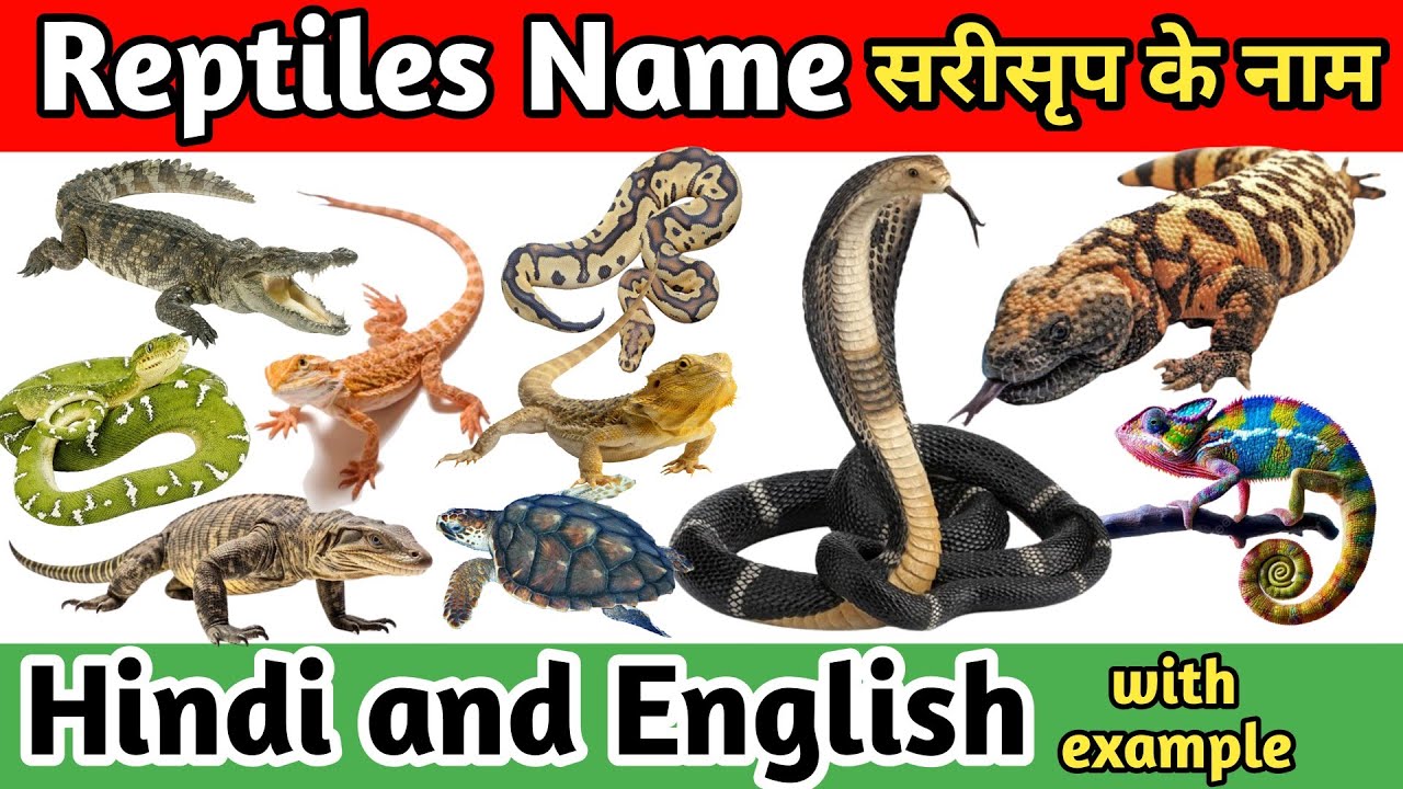 Reptiles | 10 Reptiles Name Hindi and English | रेंगनेवाला जन्तु ...