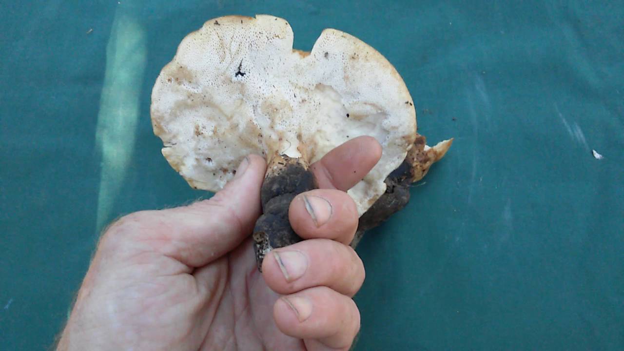 Rooting polypore / Polyporus radicus(1) - YouTube