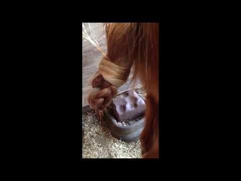 How to tie a mud knot in your horses' tail with Lisa Marie