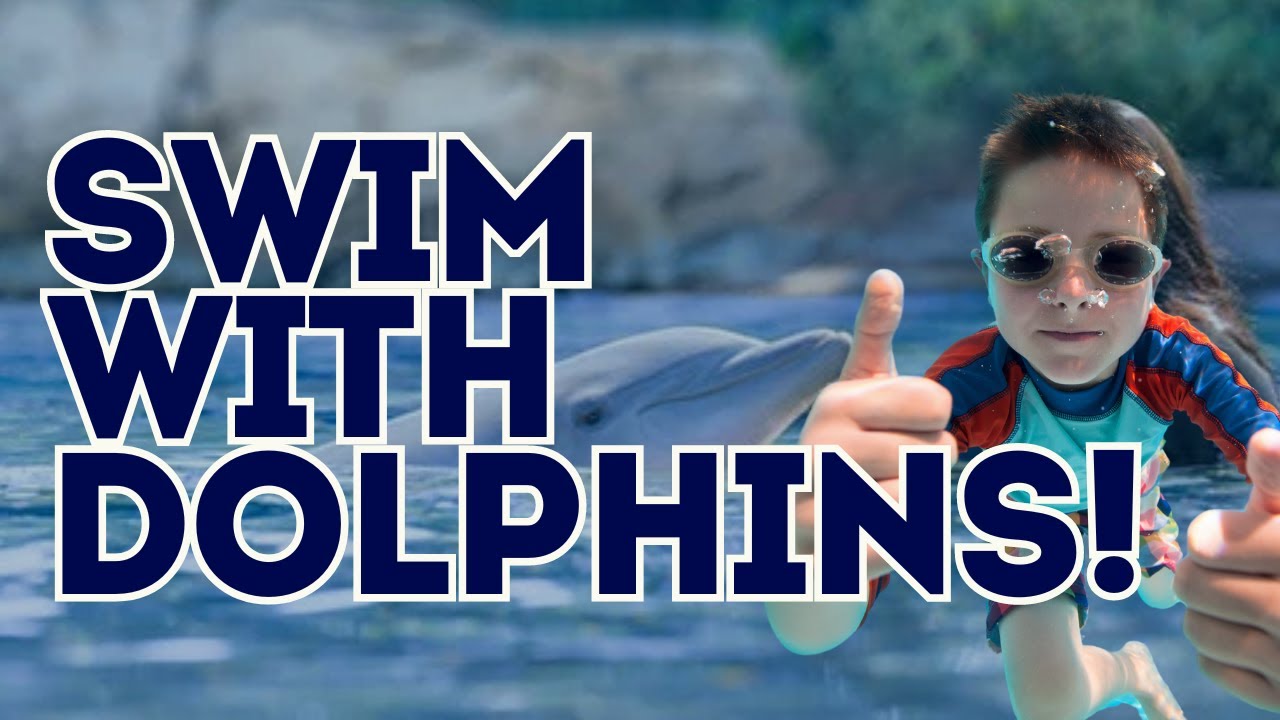 Discover Dolphin Lagoon A Magical Experience at Discovery Cove! - YouTube