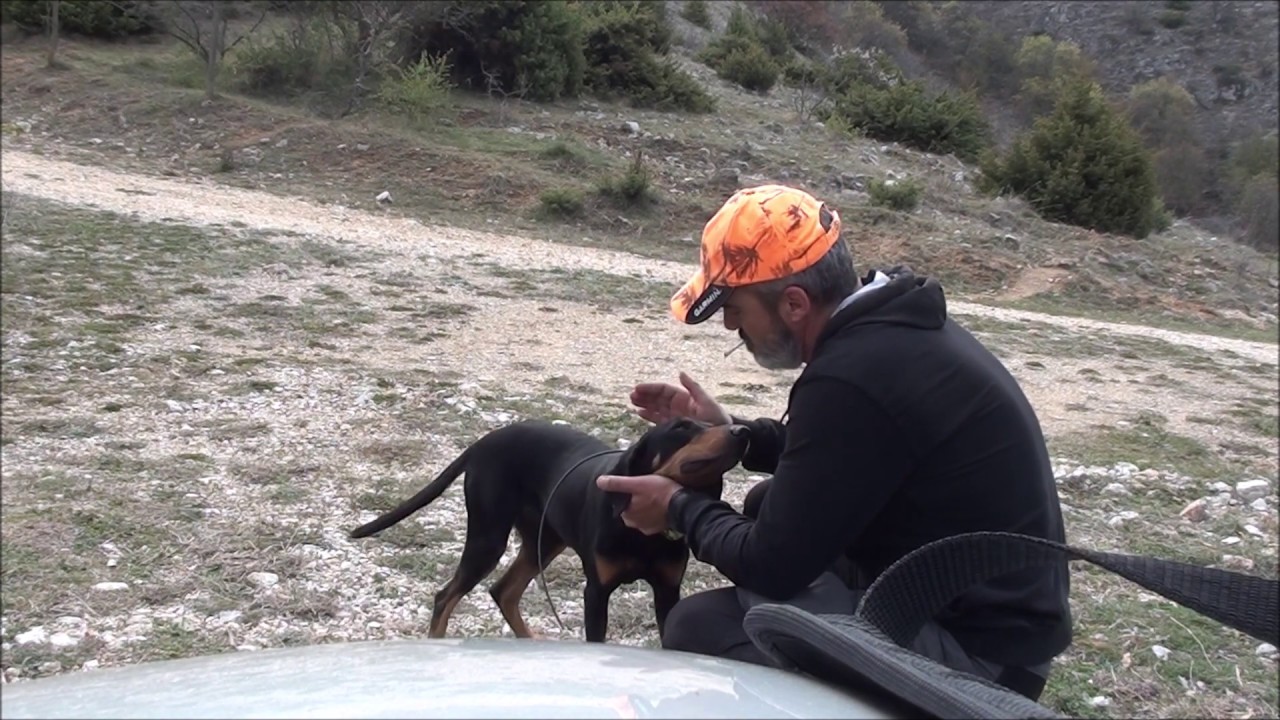 ΚΥΝΗΓΙ ΛΑΓΟΥ DABI 12 04 20 HARE HUNTING - YouTube