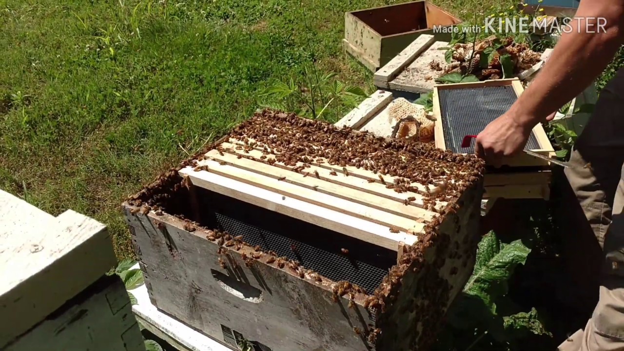 How to keep swarms in your boxes! - YouTube
