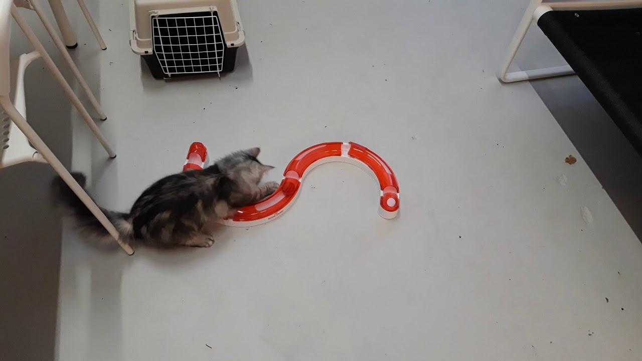 Maine Coon too smart for Royal Canon toy - YouTube