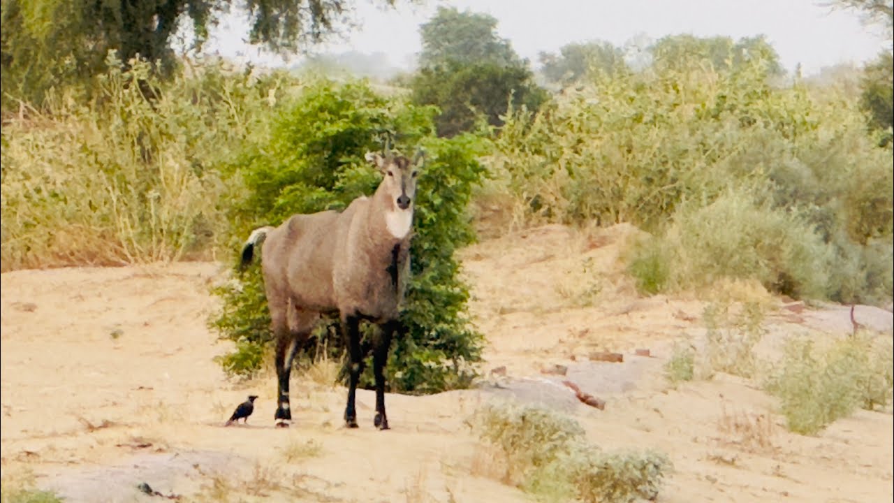 Neel gaye in my farm - YouTube