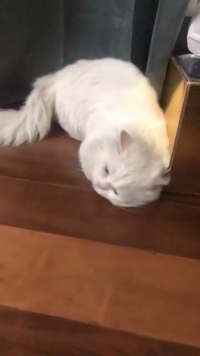 Simba found Catnip - YouTube