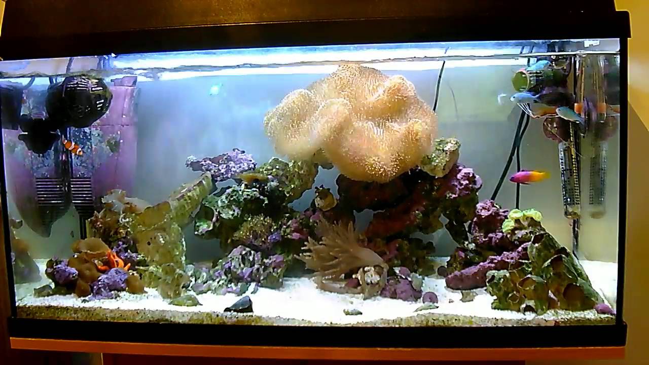 live video of our marine fish tank :) - YouTube