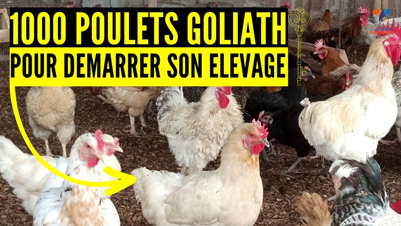 1000 POUSSINS pour DEMARRER son élevage de poulet goliath, 4 CHOSES A ...