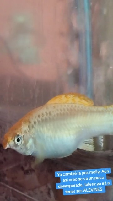 Pez Molly a punto de tener sus crías #peces #acuario #acuariofilia # ...