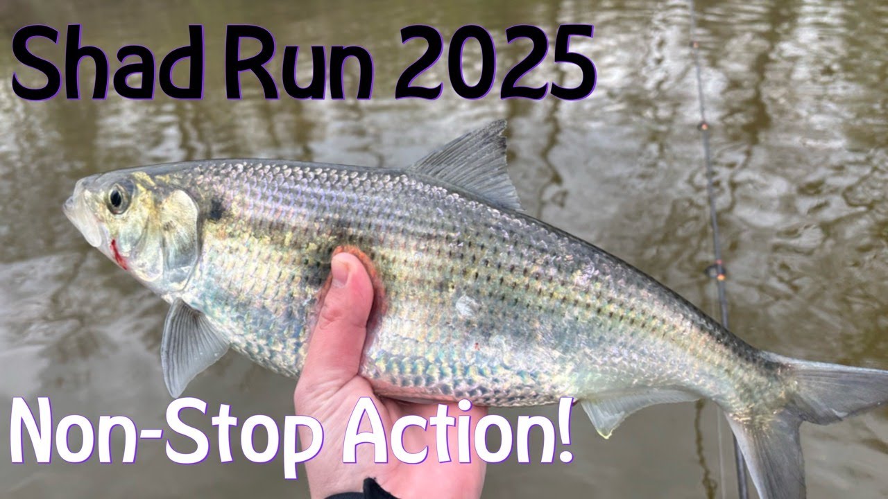 How To Fish A Spoon For Shad! FAT Hickory Shad In The Susquehanna River ...