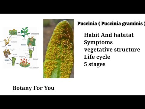 Puccinia ( Puccinia graminis) | Habit and habitat, symptoms, vegetative ...