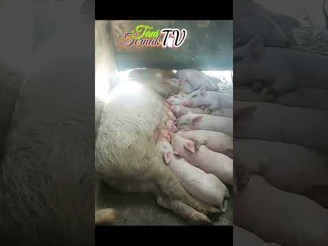 Rahasia Air Susu Induk Banyak