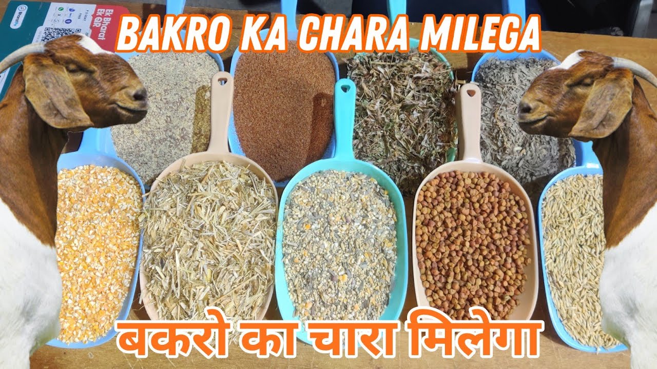 All types of Goat Feeds Hari Patti, Bhusa, Chunni, Anaaj - YouTube
