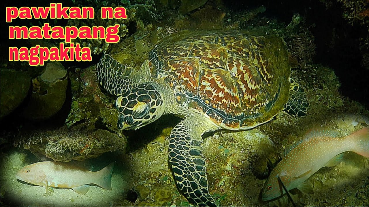 ep362.pawikan na matapang nagpakita night spearfishing Philippines ...