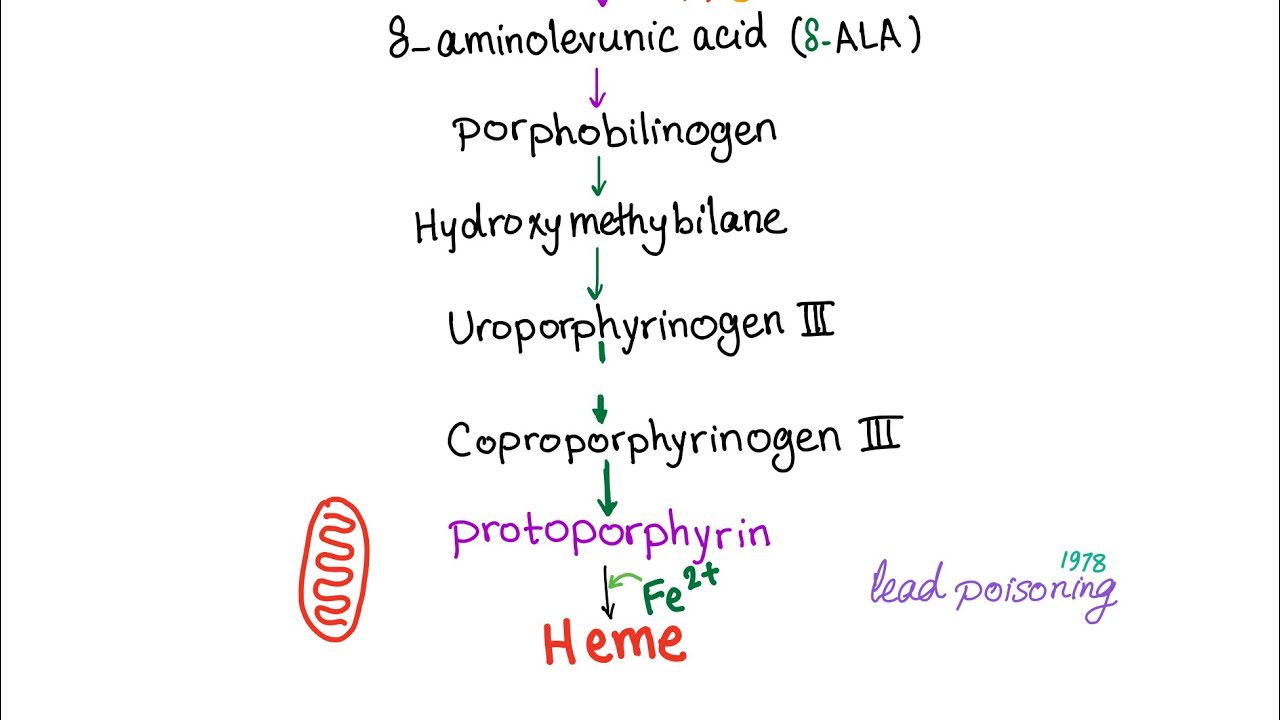 Heme Synthesis Pathway — Biochemistry and Hematology - YouTube