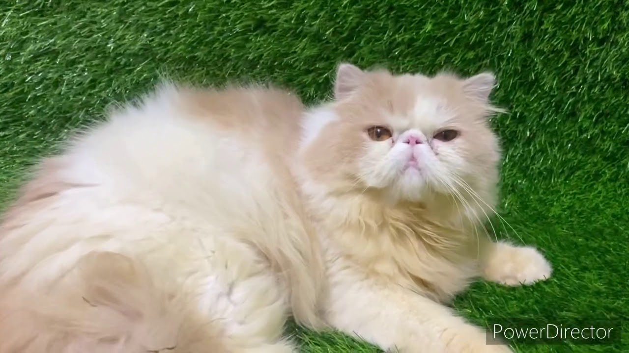 extreme punch Persian cat - YouTube