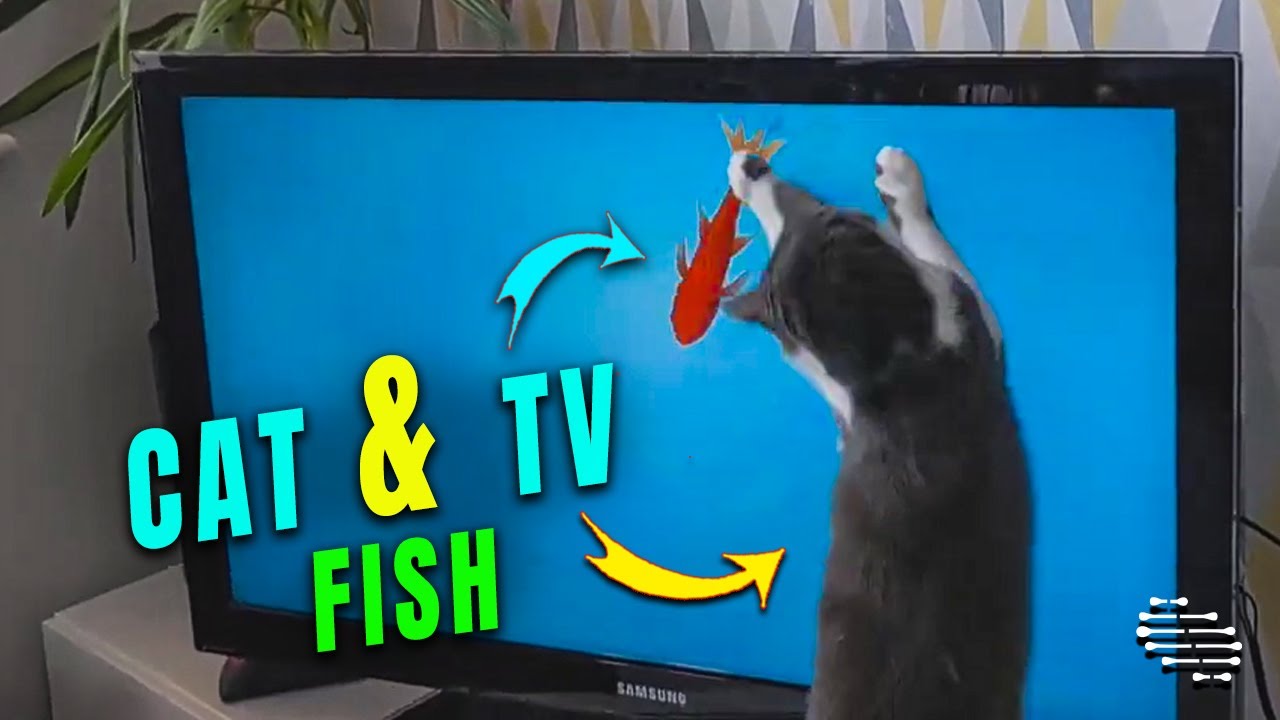 Cat Chases Fish on TV Then Climbs on Top - YouTube