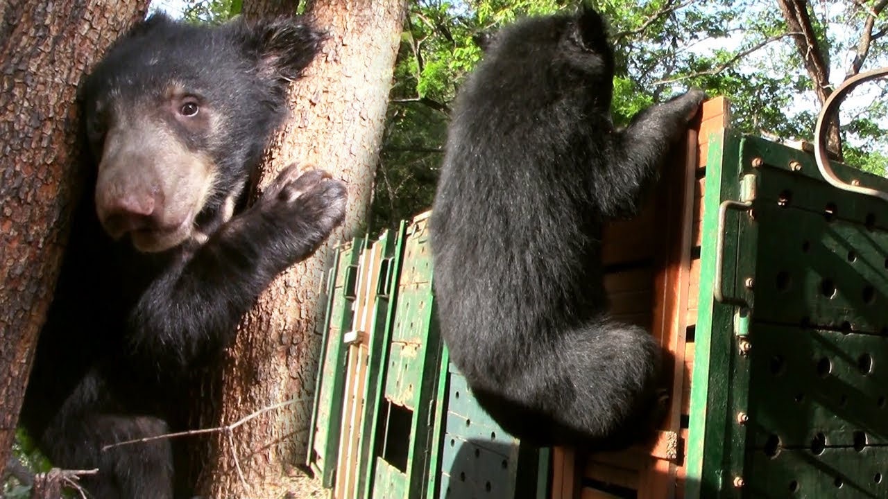 The two bears play freely | Bear | Wildlife | Animals | Wild animals # ...