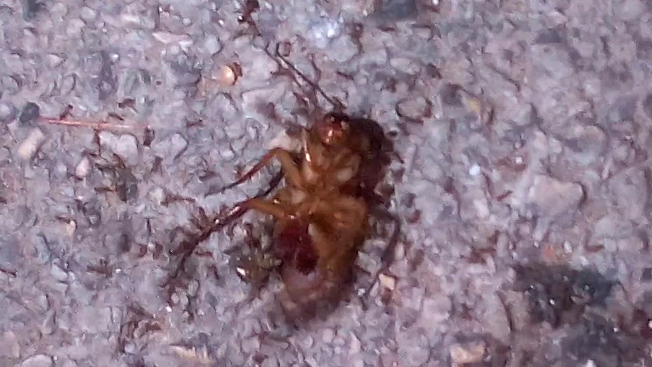 Ants vs roach - YouTube