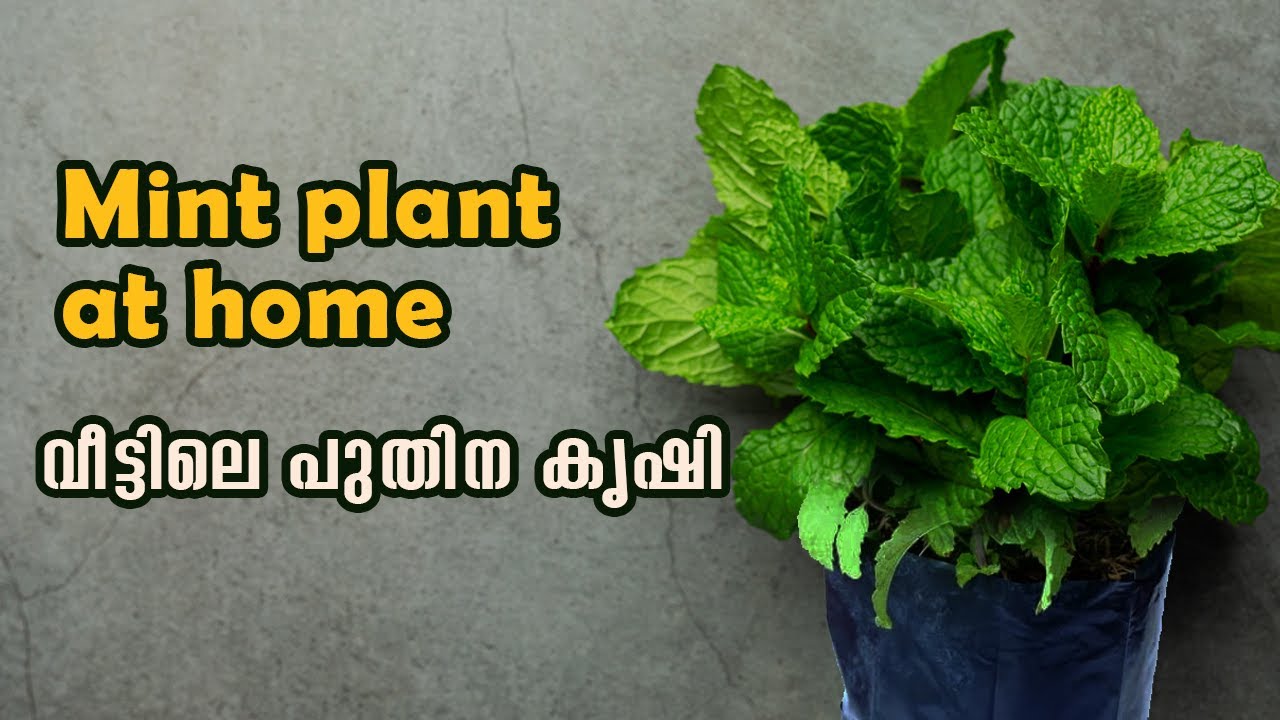 Plant Mint with plastic bag | പുതിന എങ്ങനെ വീട്ടിൽ കൃഷിചെയ്യാം |How to ...