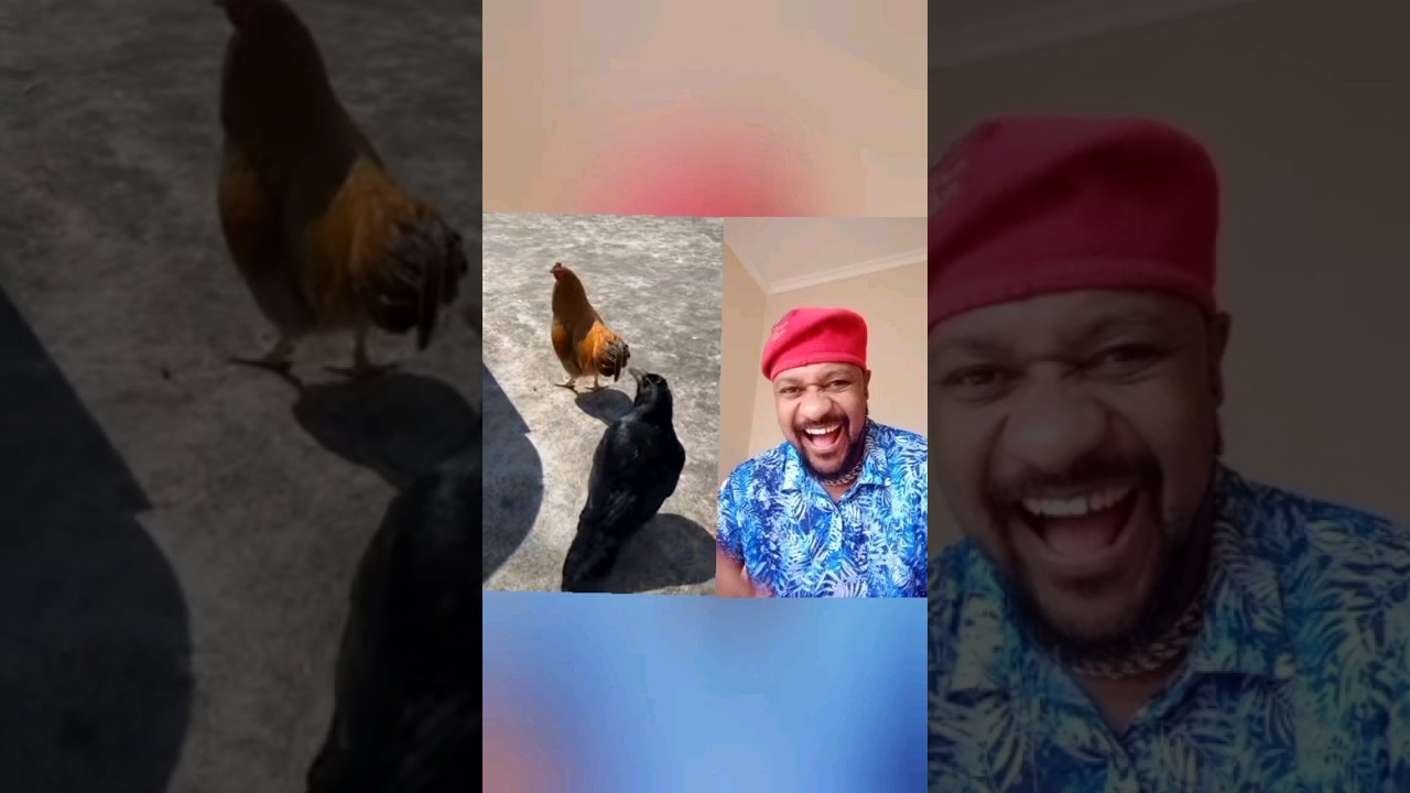 Christmas Chicken 🤣🤣 #comedy #funny #viral #short - YouTube