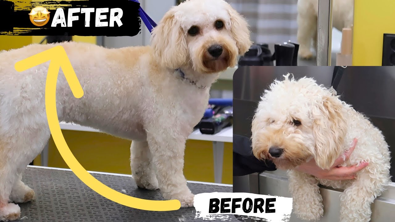 Before & After: Grooming a Fluffy Maltipoo - YouTube