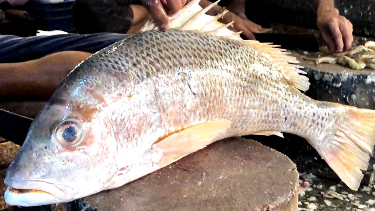 Big Snapper Fish ll Amazing Cutting Style By Fish cutting Maser In Fish ...
