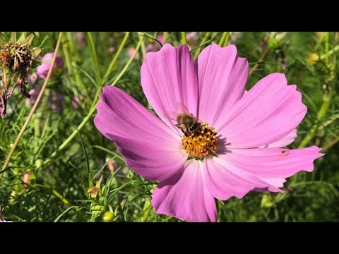 Allah’a Giden Yollara Bakın