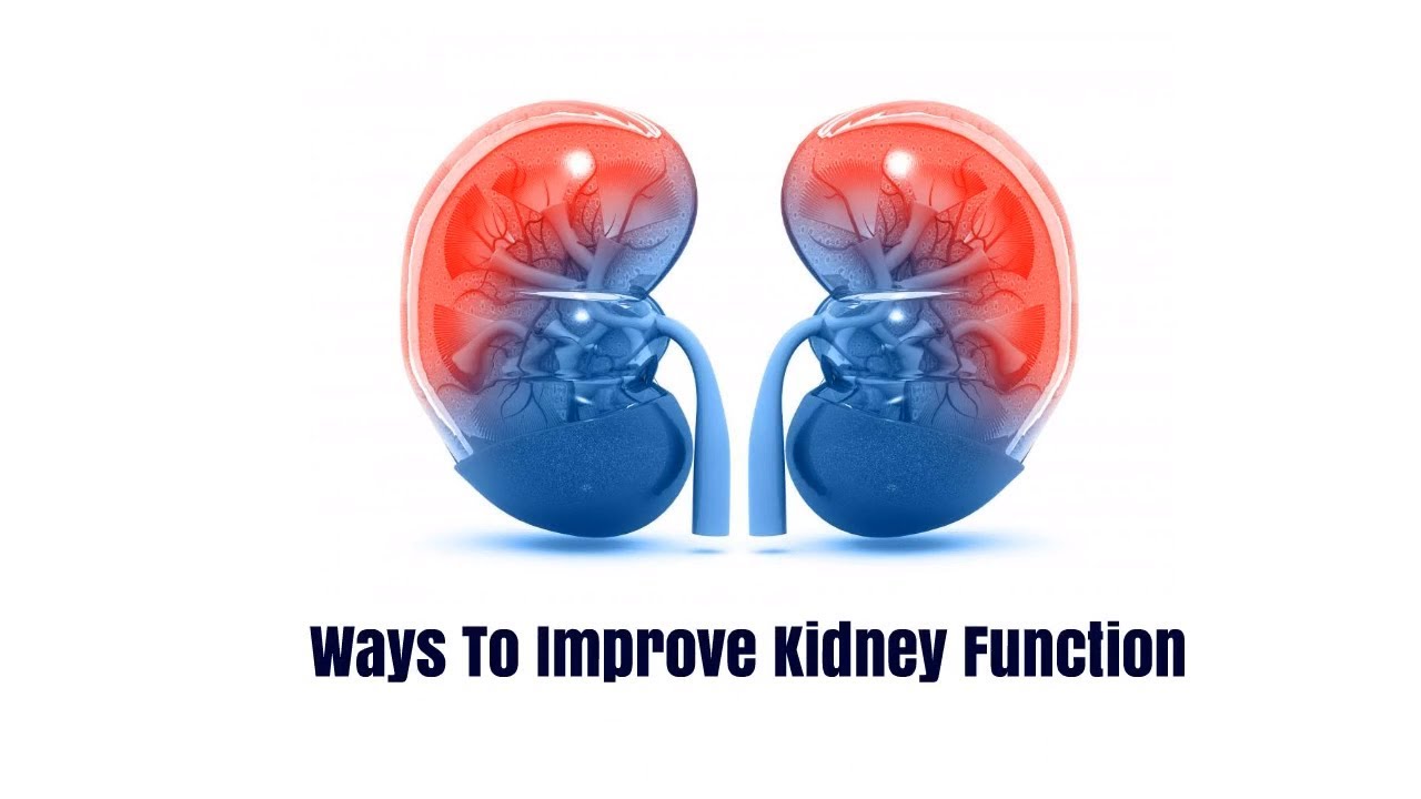 How To Improve Kidney Function - Ways To Improve Kidney Function - YouTube