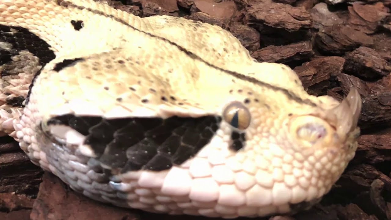 Gaboninkyy (Bitis gabonica rhinocerus) - YouTube