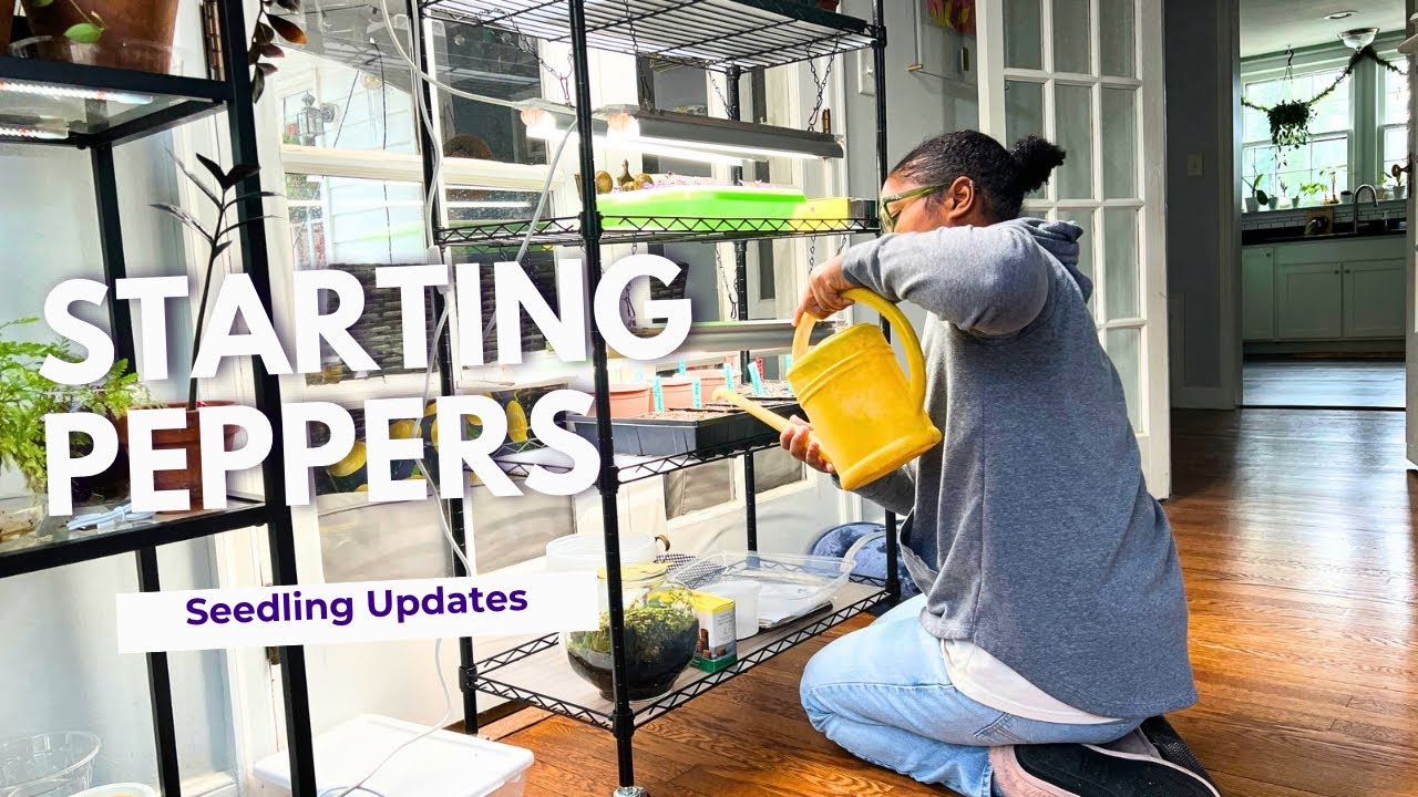 Starting Frost Tolerant Seeds and Pepper Seeds | Seed Starting Tips ...