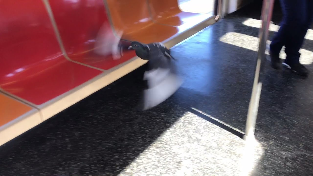 NYC Subway Pigeon Rides Number 6 Train From Pelham Bay Park to Buhre ...