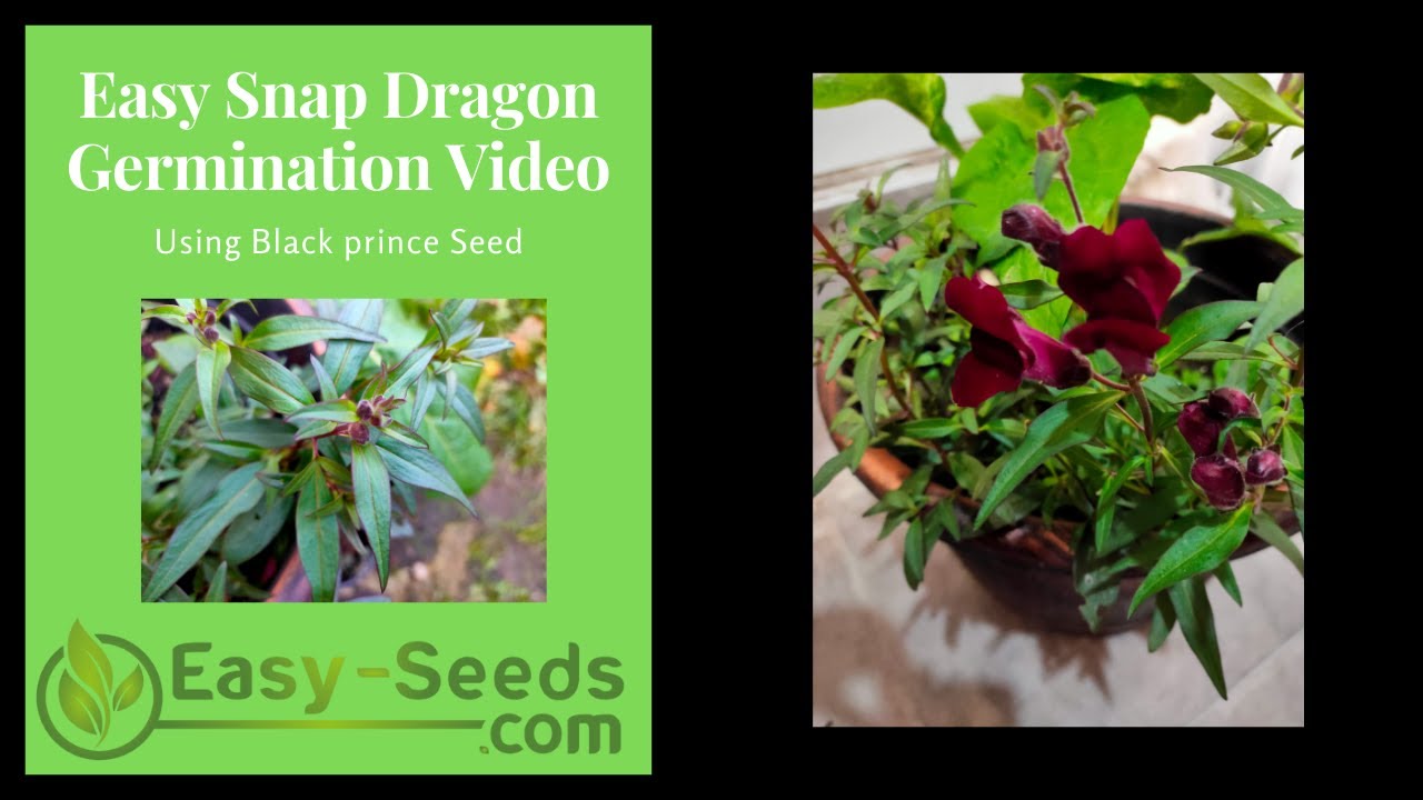 Germinating Snap Dragon Seeds Black prince Variety - YouTube