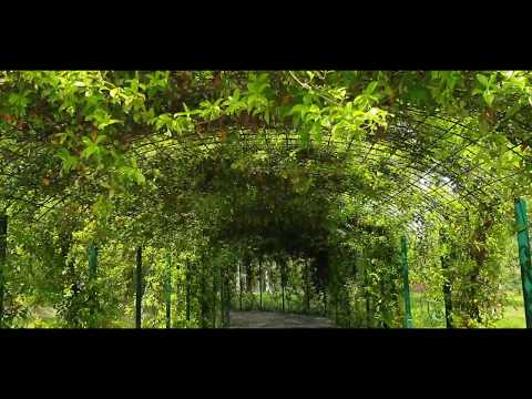 Tellifsiz Manzara Videosu ( Huzur )