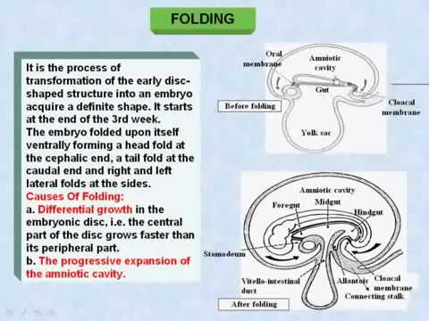 26 General Embryology Folding - YouTube