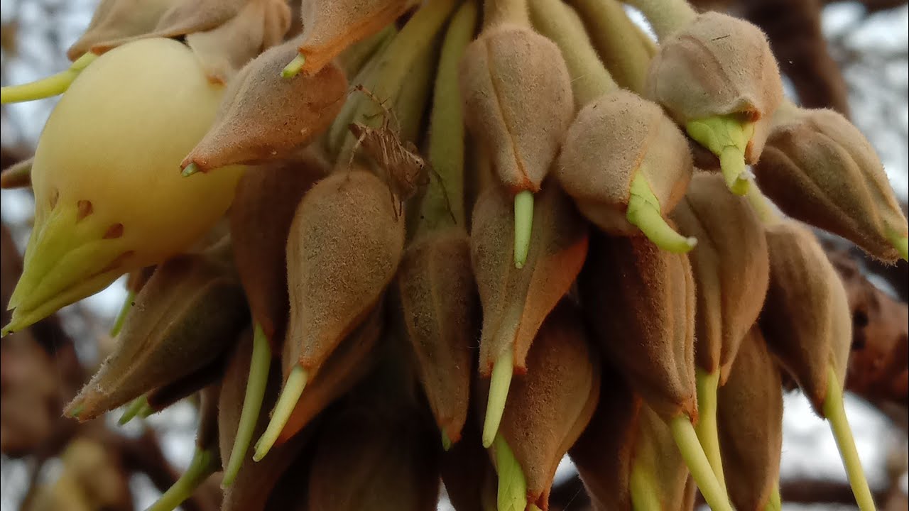 Mahula phula mahula gacha /ମହୁଲ ଫୁଲ ମହୁଲ ଗଛ - YouTube