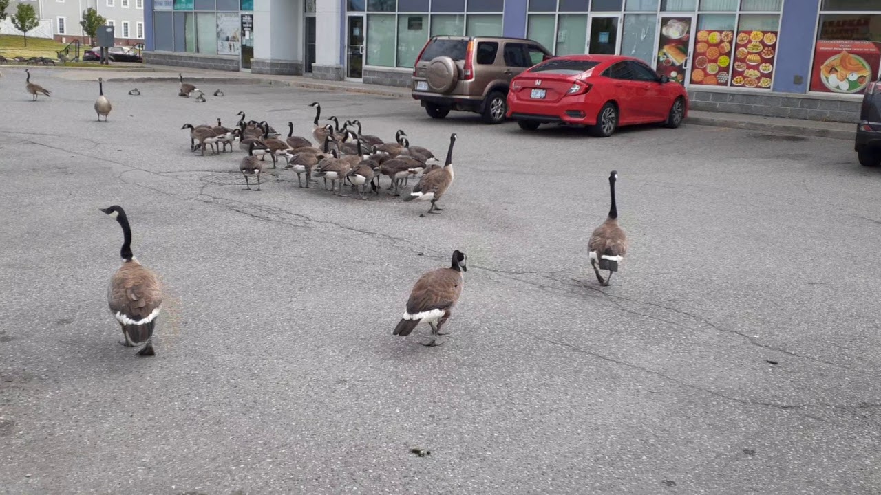 Canada Goose crossing at parking lot - YouTube