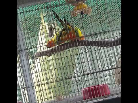Sun Conure Dancing or Mating? - YouTube