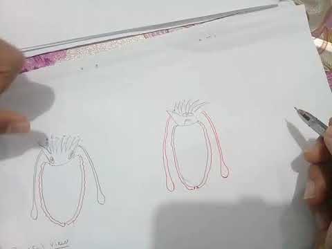 (Sepia savignyi) "طريقة رسم السيبيا"الحبار - YouTube