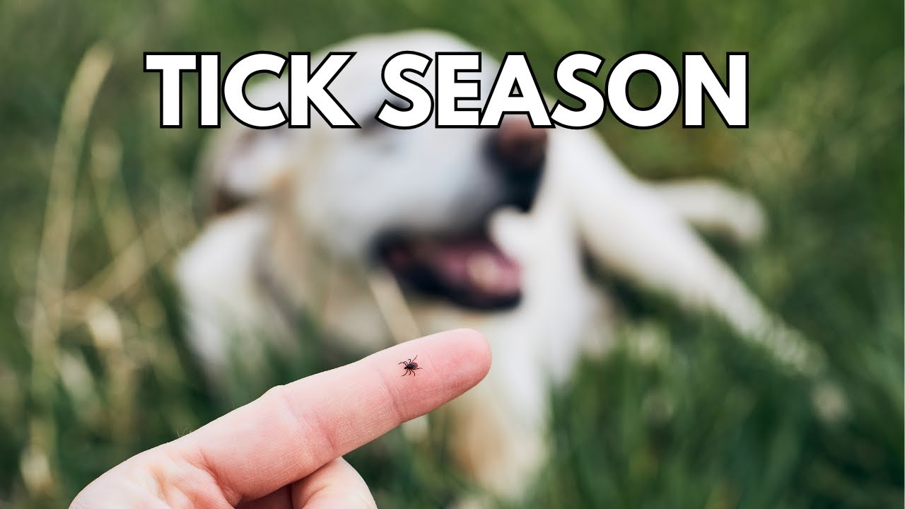 Early and Intense Tick Season Predicted in Northeast Following Mild ...
