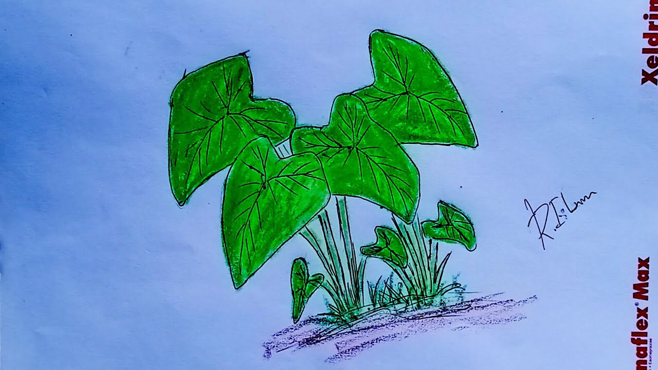 How to draw Arum plant | কচু গাছ আঁকা সহজে | Rumana Meem - YouTube