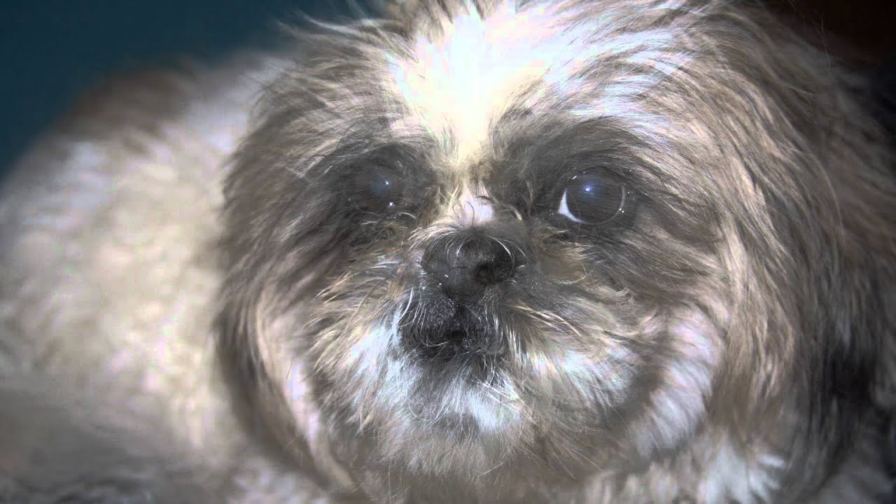 Akiva The Dog -- Look at Me!! - YouTube